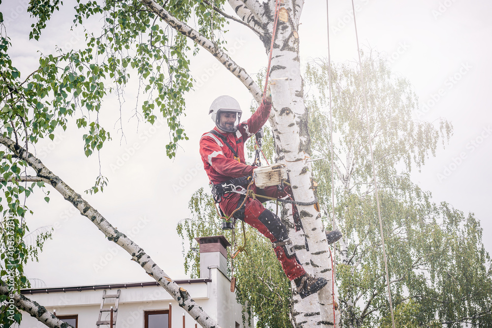 Arborist cuts branches on a tree with a chainsaw, secured with safety ...