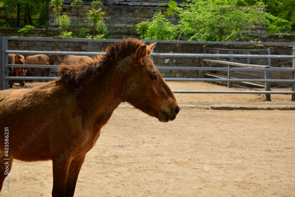 Equus przewalskii caballus. Przewalskis, Dzungarian or Mongolian or ...