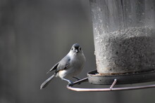 Tufted Titmouse On Feeder Free Stock Photo - Public Domain Pictures