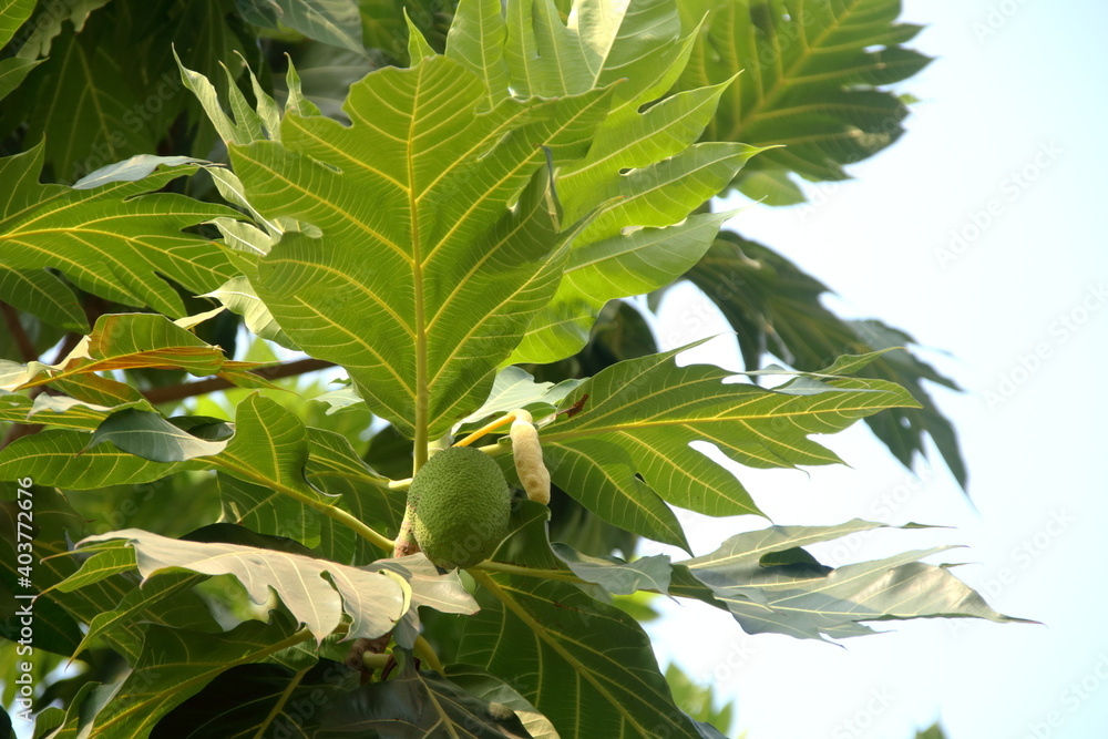 Young green fruit of bread fruit tree and leaves on branch with sky ...