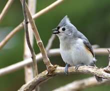 Tufted Titmouse Juvenile Free Stock Photo - Public Domain Pictures