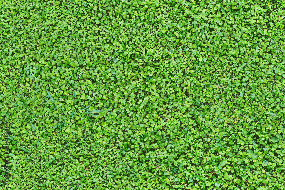 Seamless green leaf plants ground texture, small leaves meadow pattern ...