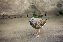 Baby Seagull Free Stock Photo - Public Domain Pictures