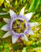 Stella De Oro Flower On Purple Free Stock Photo - Public Domain Pictures