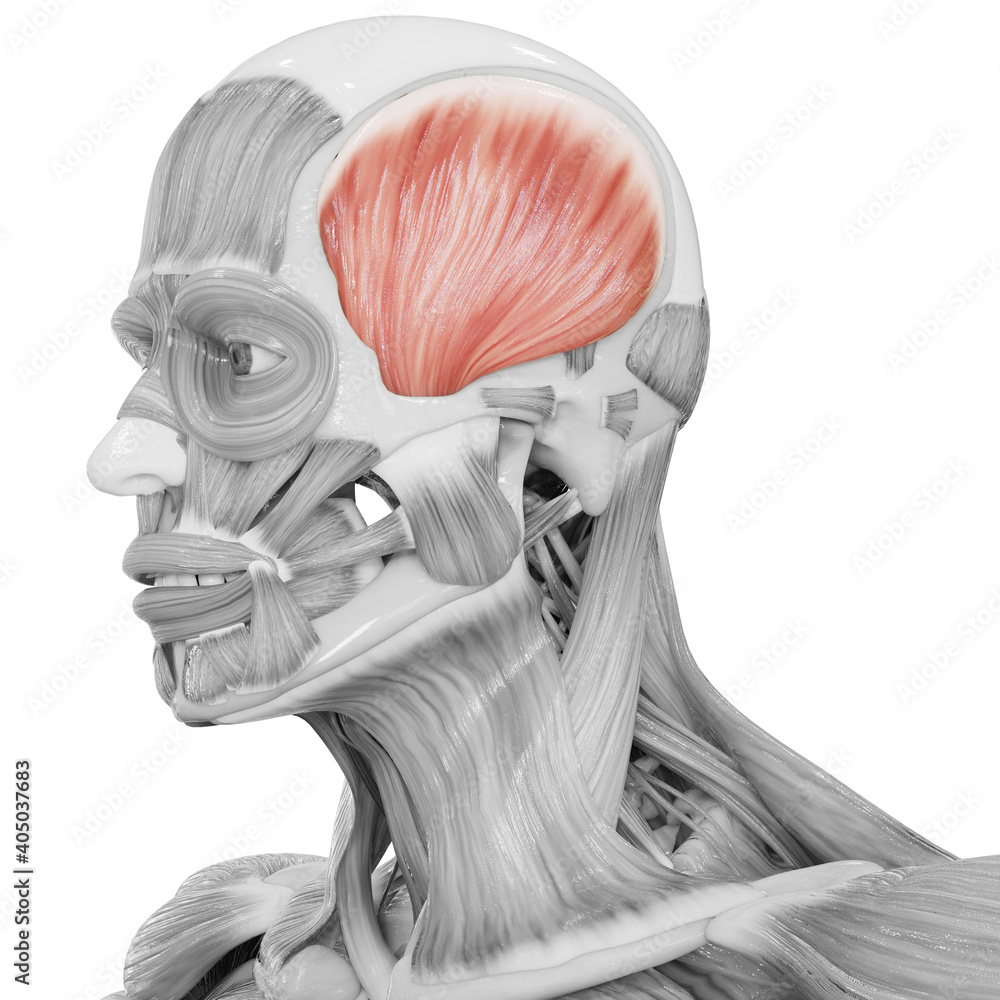 Human Body Muscular System Head Muscles Temporal Muscle Anatomy Stock ...