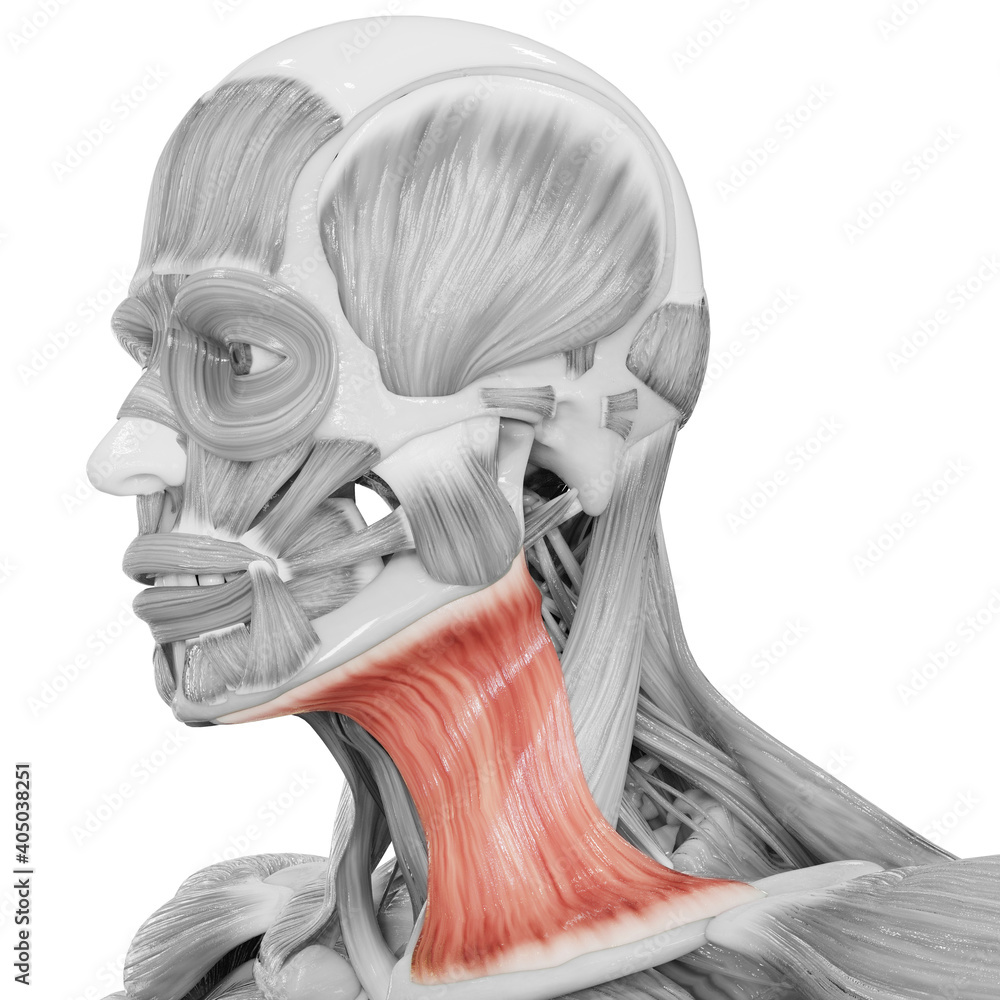 Human Body Muscular System Head Muscles Platysma Muscle Anatomy Stock ...