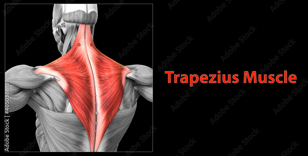 Human Muscular System Torso Muscles Trapezius Muscle Anatomy Stock ...