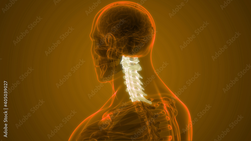 Ilustración de Stock Spinal Cord Vertebral Column Cervical Vertebrae of Human Skeleton System ...