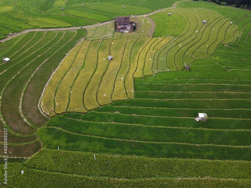 aerial panorama of agrarian rice fields landscape in the village of ...