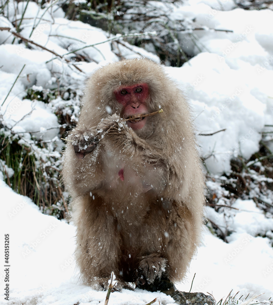 Japanse Makaak, Japanese Macaque, Macaca fuscata Stock Photo | Adobe Stock