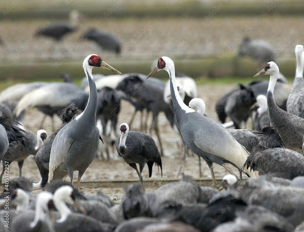 White-naped Crane and Hooded Crane, Witnekkraanvogel en ...