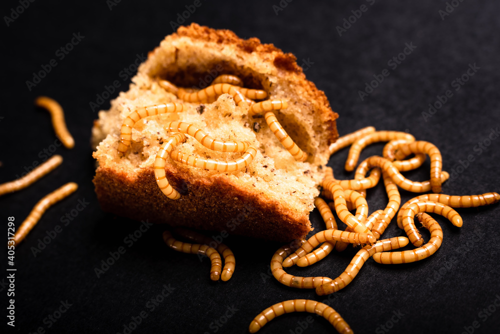 Meat worms on old bread, eating it and moving, Tenebrio molitor Stock ...