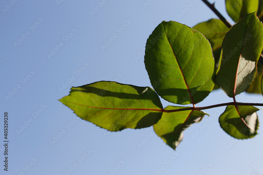 Foto de Stock Plant foliage in Brazil. It is possible to identify the ...