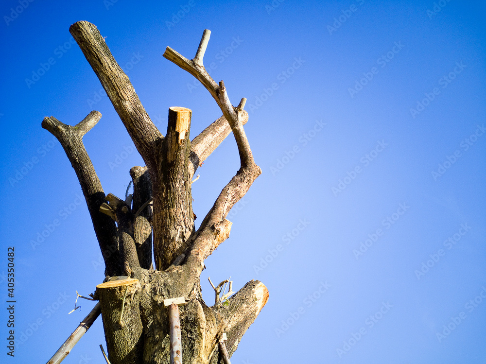 Big tree with branches pruned. The trunk of a pruned tree. Pruned Tree ...