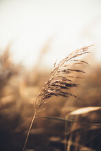 Shriveled Flower Free Stock Photo - Public Domain Pictures