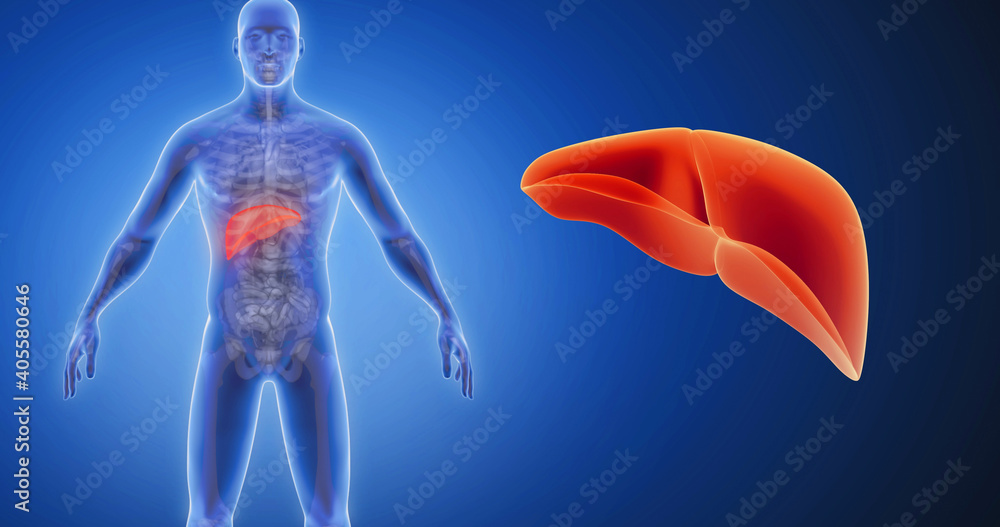 Liver x-ray style, internal organs 3D render, anatomy of the human body ...