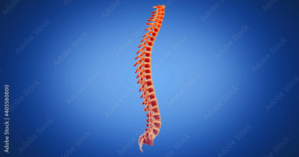 Spine, spinal cord x-ray style, internal organs 3D render, anatomy of ...