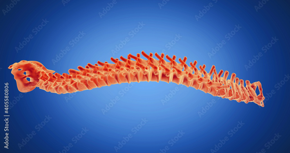 Spine, spinal cord x-ray style, internal organs 3D render, anatomy of ...