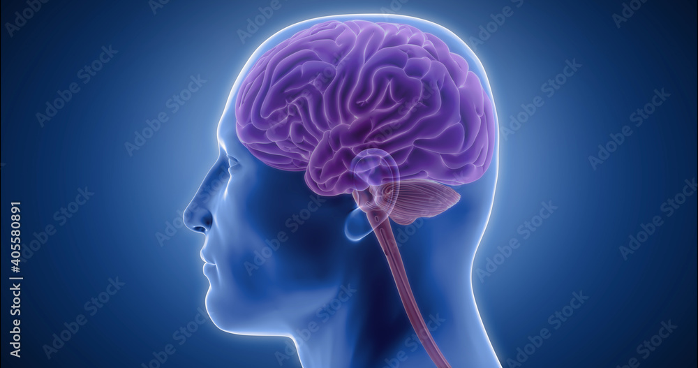 Human brain detailed model, neocortex, limbic system, reptilian brain ...