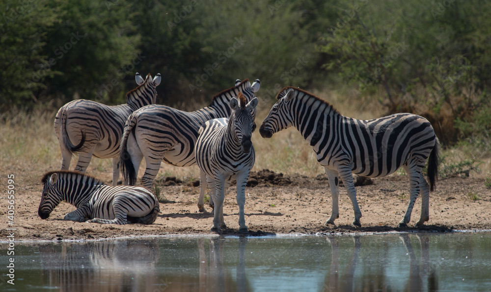 zebras spotted at watering hole on jeep safari in Namibia Africa one ...