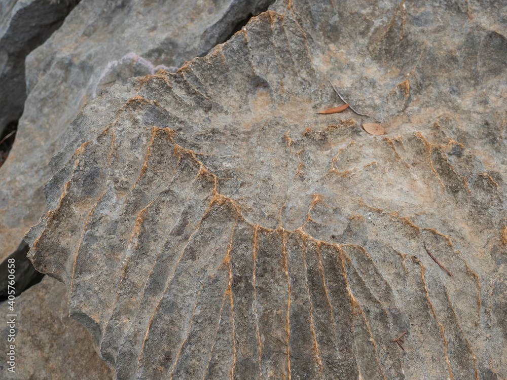 close up of beige limestone rock with shape and texture which looks ...