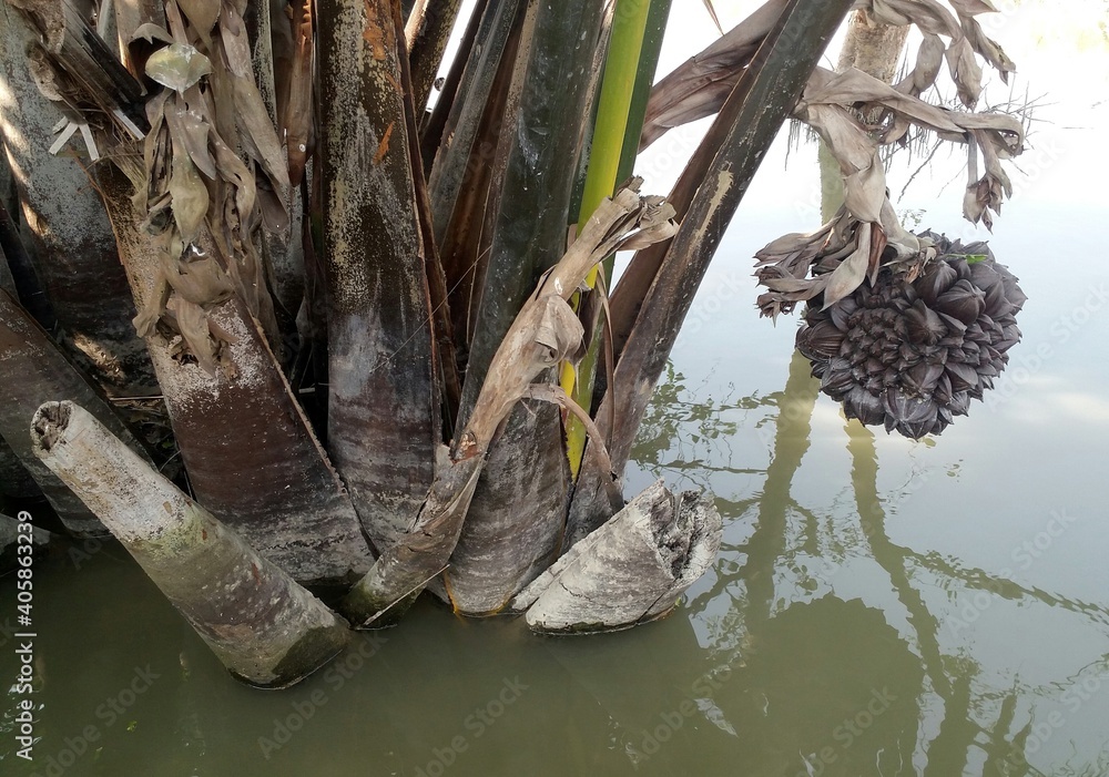 Nipa palm tree compound leaves of sundarbans Stock Photo | Adobe Stock