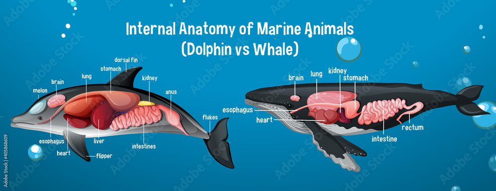 Internal Anatomy of Marine Animals (Dolphin vs Whale) Stock Vector ...