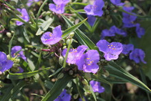 Blue Spiderwort Flowers Close-up Free Stock Photo - Public Domain Pictures