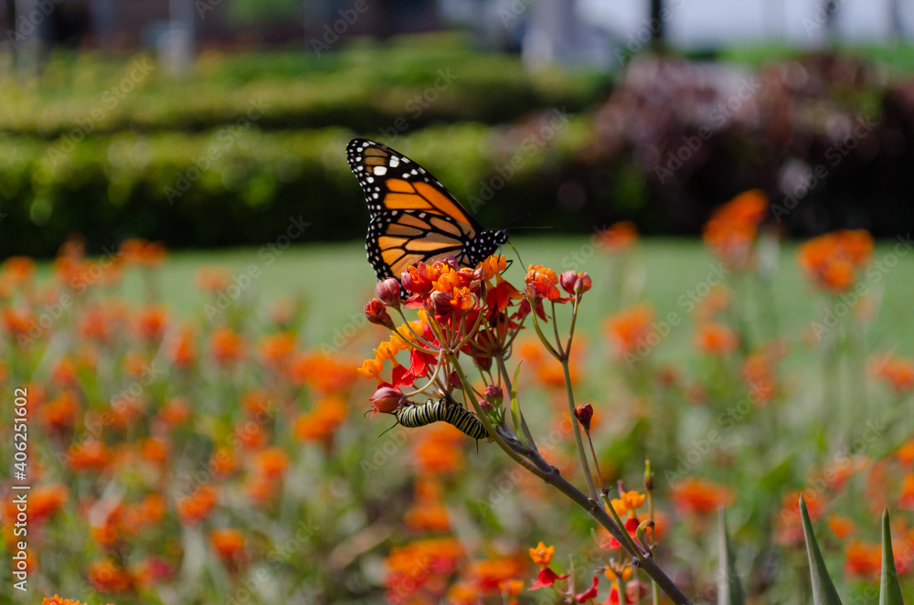 Monarch butterfly and caterpillar on the same flower. Worm and ...