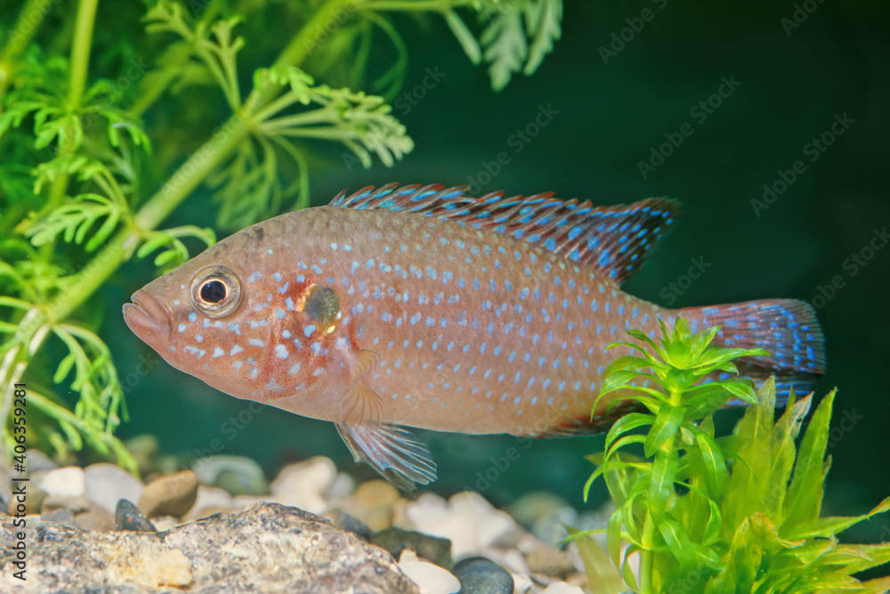 The African jewelfish (Hemichromis bimaculatus), also known as jewel ...