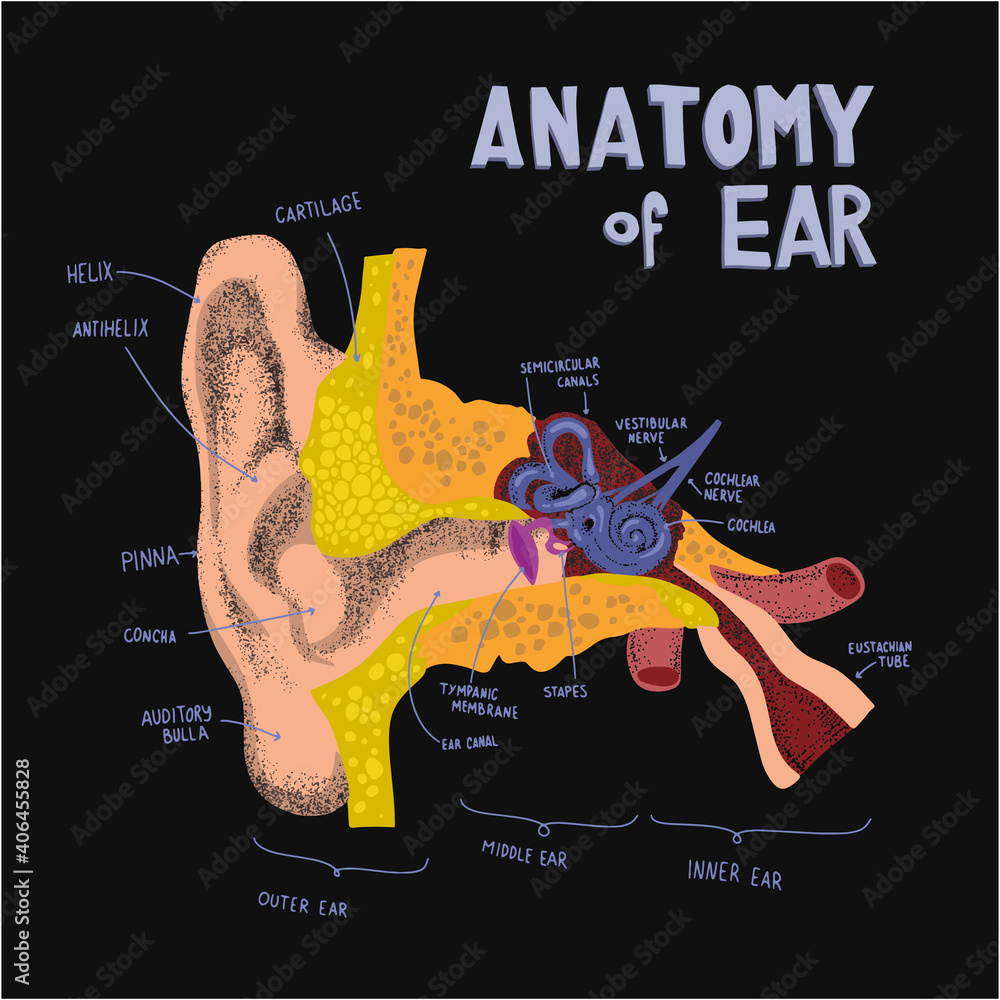 anatomical structure the human ear. Anatomy of human ear in doodle and ...