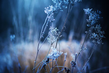 Shriveled Flower Free Stock Photo - Public Domain Pictures