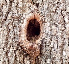 Tree Knot Holes Free Stock Photo - Public Domain Pictures