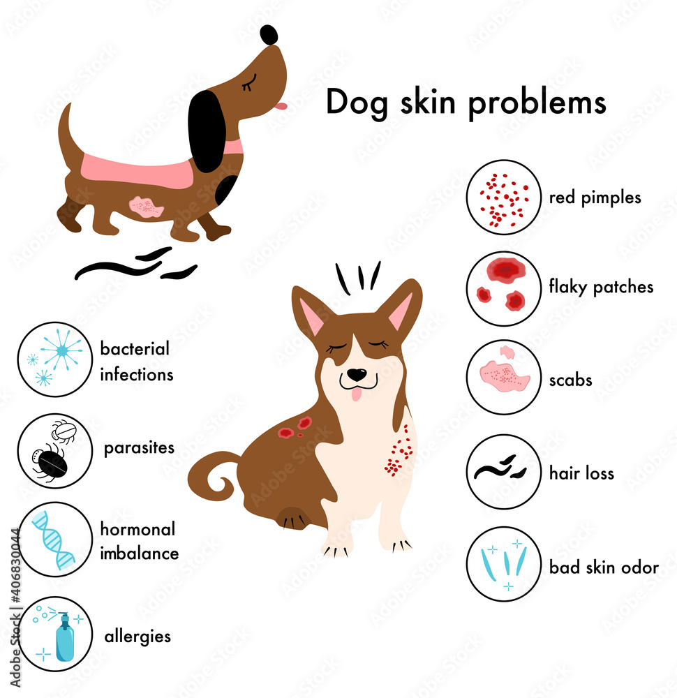 Dog skin problems,disease.Infographic icons with different symptoms and ...