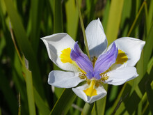 White Iris And Garden Fairy Free Stock Photo - Public Domain Pictures
