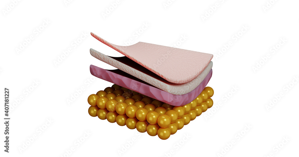 Illustration Stock 3d rendering illustration of the anatomy of the skin ...