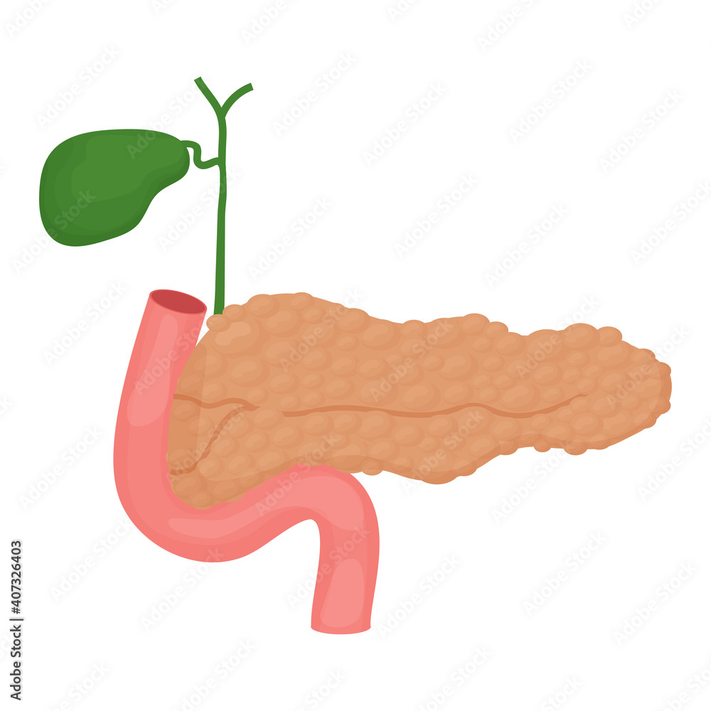 Pancreas human model, organ in cartoon style isolated on white ...