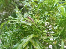 Dead Spiders Free Stock Photo - Public Domain Pictures