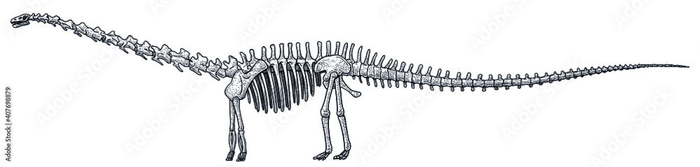 Diplodocus skeleton, illustration, drawing, engraving, ink, line art ...