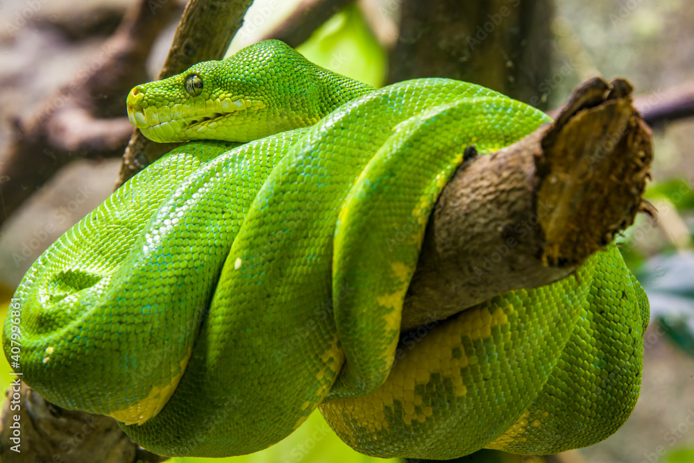 The green tree python (Morelia viridis) is a species of snake in the ...