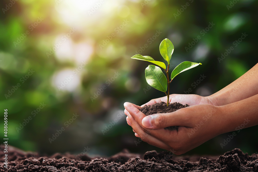 hand holding small tree for planting. concept green world Stock Photo ...