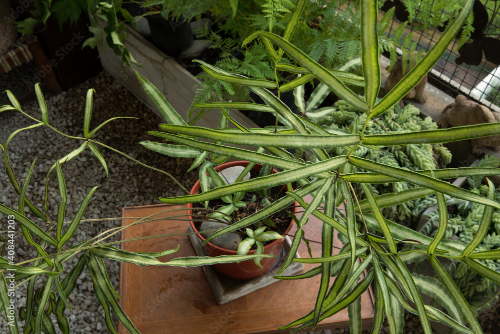 Exotic ferns. Closeup view of a Pteris cretica Albolineata, also known ...