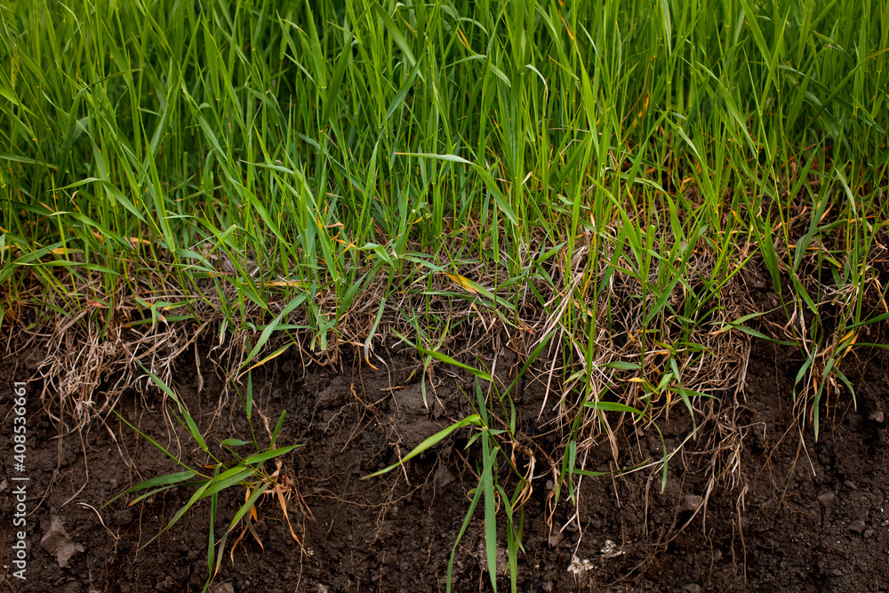green grass with in soil isolated. Environment background. large ...
