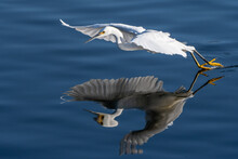 Duplicate Of Bird In Flight Free Stock Photo - Public Domain Pictures