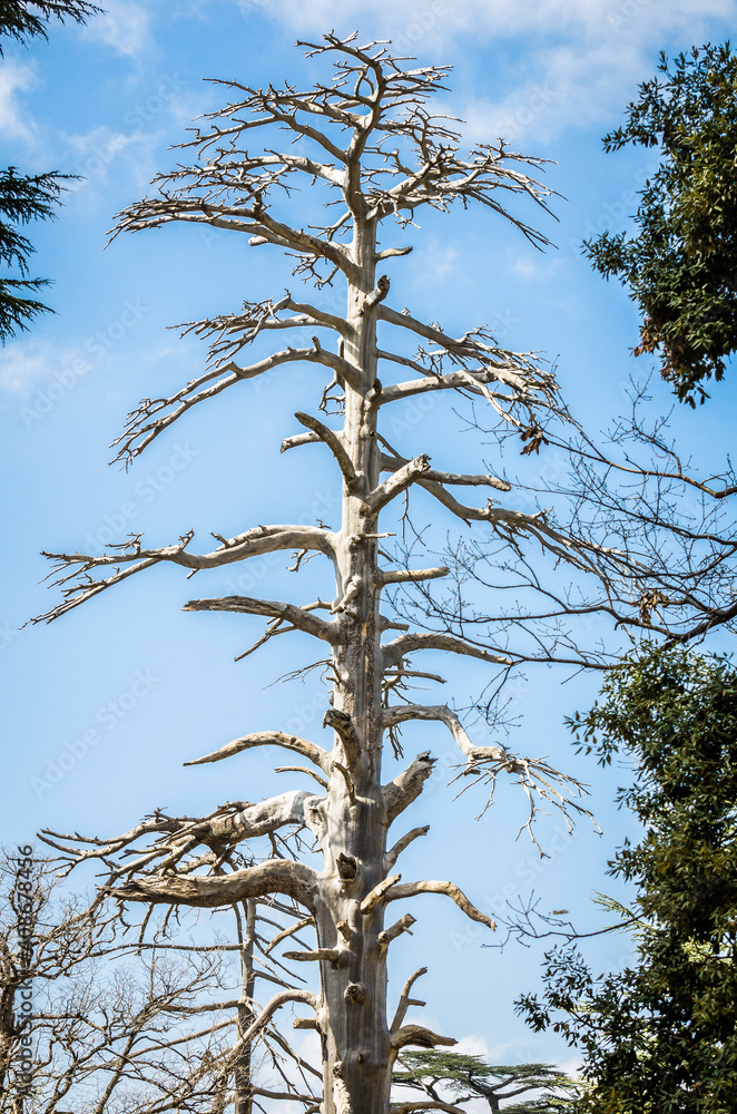 Azrou, Morocco - April 09, 2015. This tree is called "Le Cedre Gouraud ...