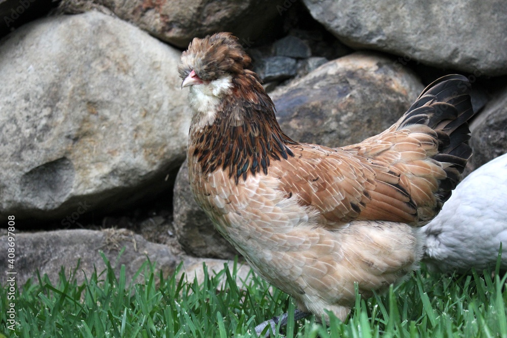 Australian Bred Free Range Araucana Chickens, 25 week old Araucana ...