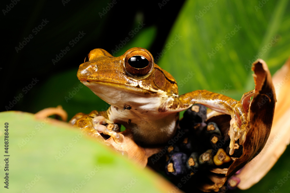 Sri Lanka whipping frog // Sri Lanka Ruderfrosch (Polypedates cruciger ...