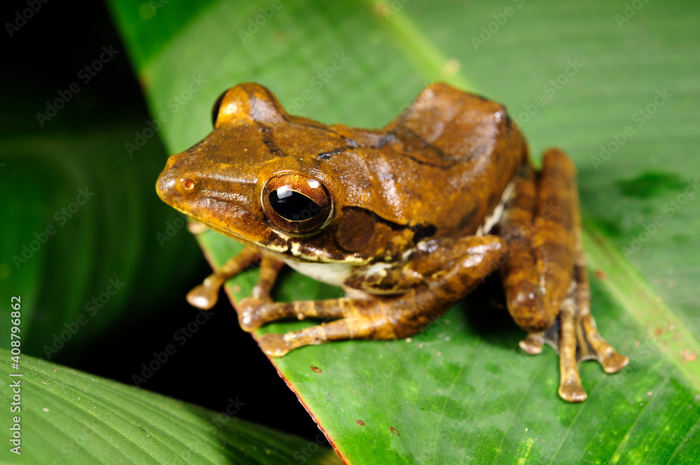 Sri Lanka Ruderfrosch // Sri Lanka whipping frog (Polypedates cruciger ...