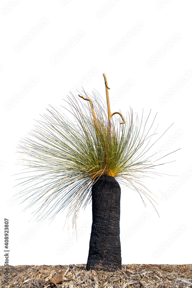 Beautiful black boy Australian native bushland landscape (Xanthorrhoea ...