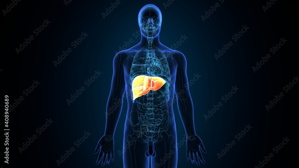 Liver 3D Illustration Human Digestive System Anatomy. Stock ...